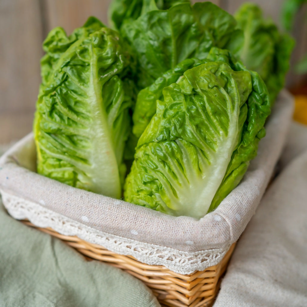 Lettuce ‘Winter Gem’ Plants | Hardy Cos Lettuce for Cool Season Growing ...