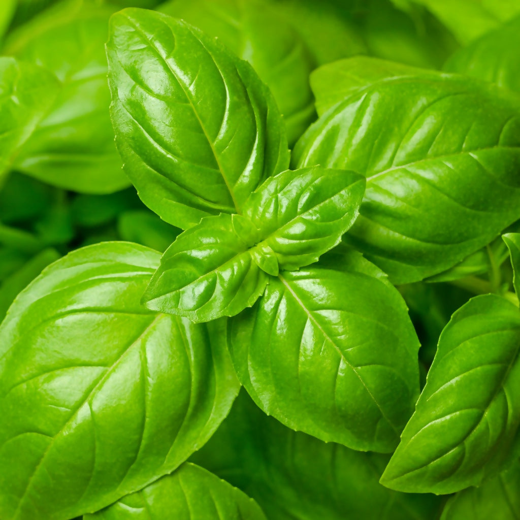 Basil ‘Sweet Genovese’ Plants | Classic Italian Herb for Pots, Borders ...