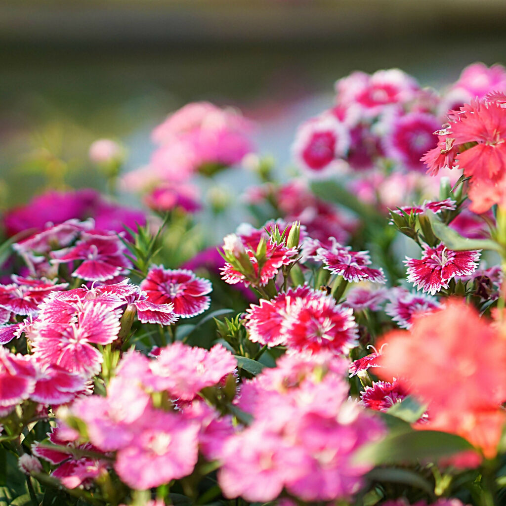 Sweet William ‘Roundabout Mix’ Plants | Colourful Hardy Biennial ...