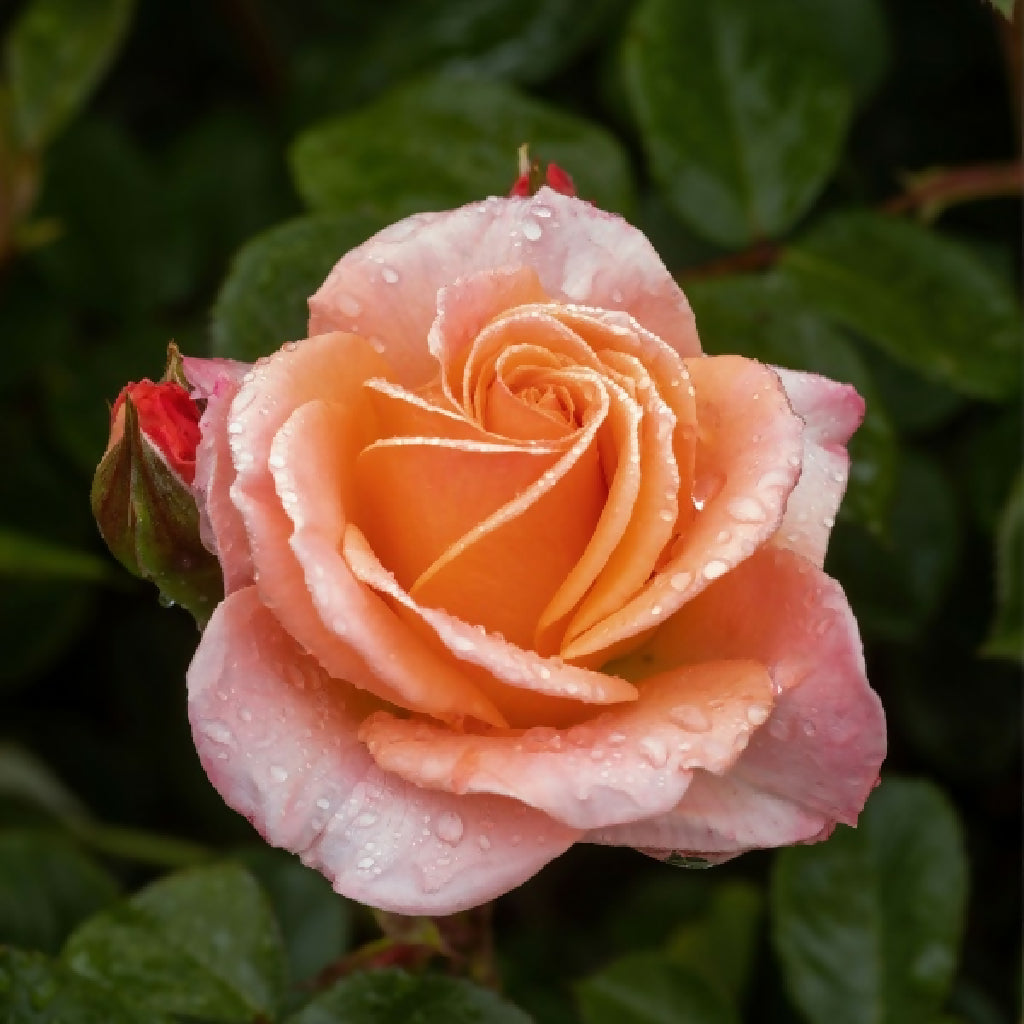 Rose ‘It’s a Wonderful Life’ Plants | Warm Apricot Floribunda Roses for ...