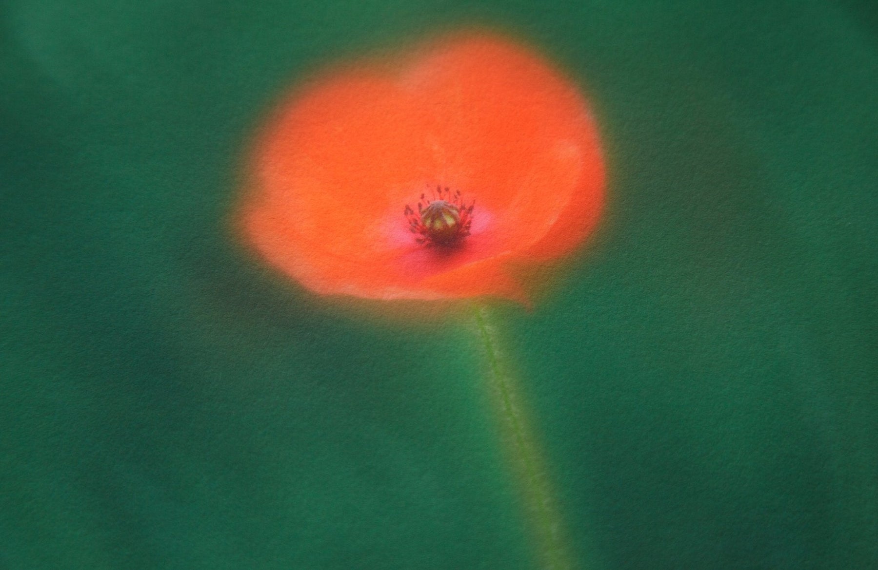 Poppy Flower Print for Cottage Style Interiors | Picture Etherea ...