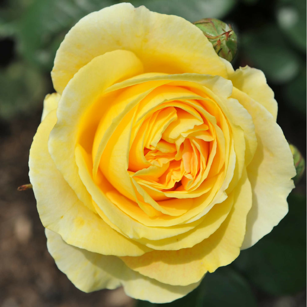 Rose ‘Mountbatten’ Plants | Fragrant Yellow Shrub Roses for Borders ...