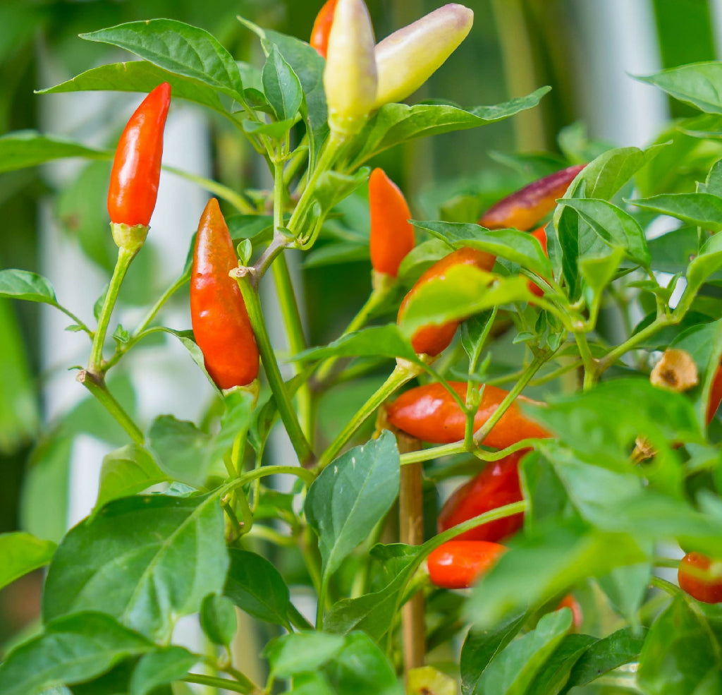 Chilli ‘Prairie Fire’ Plants | Compact Hot Pepper Plants for Pots ...