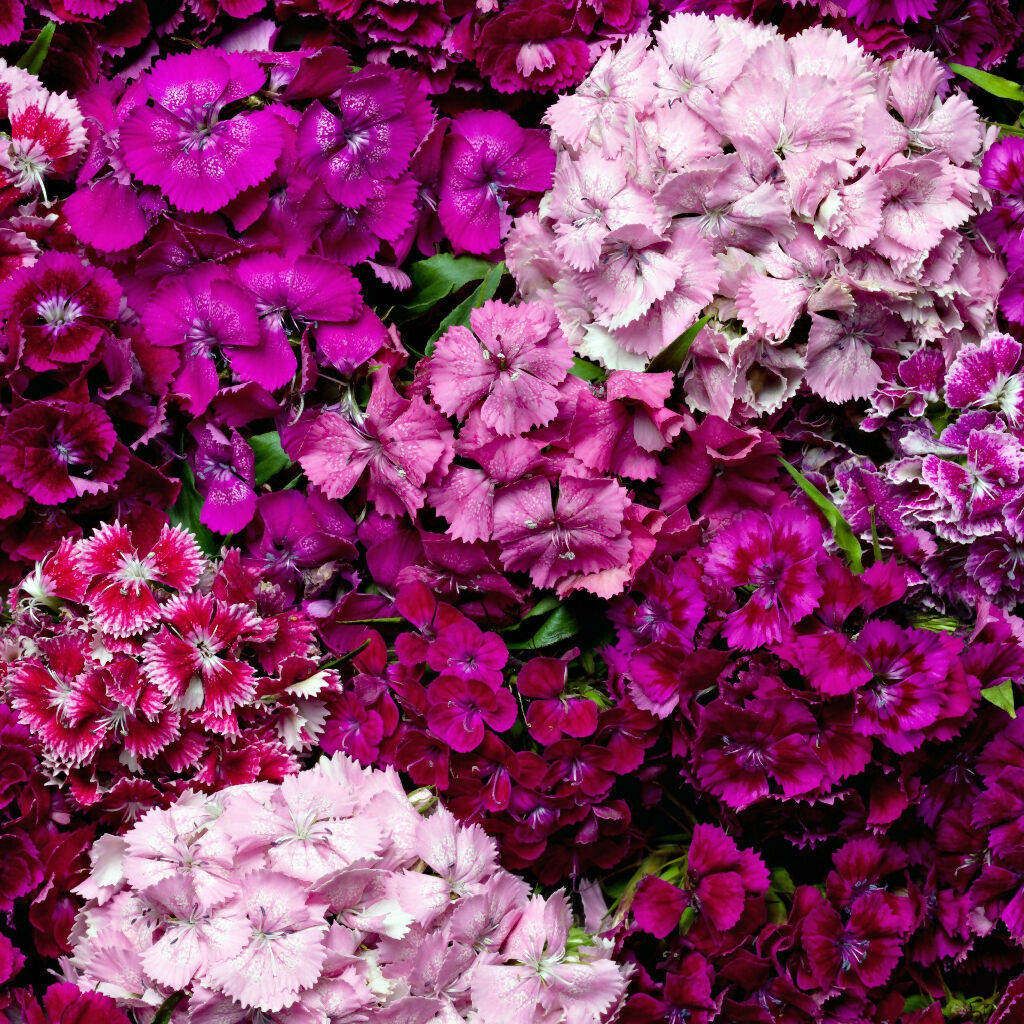 Sweet William ‘Roundabout Mix’ Plants | Colourful Hardy Biennial ...