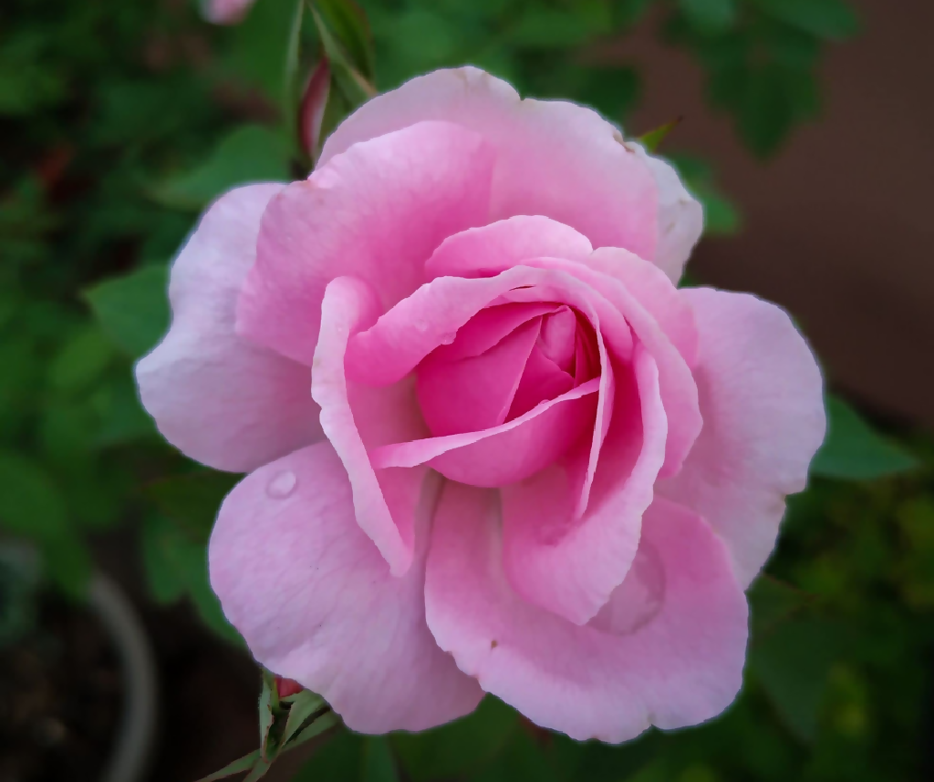 Rose ‘Queen Elizabeth’ Plant – Elegant Pink Grandiflora Rose for ...