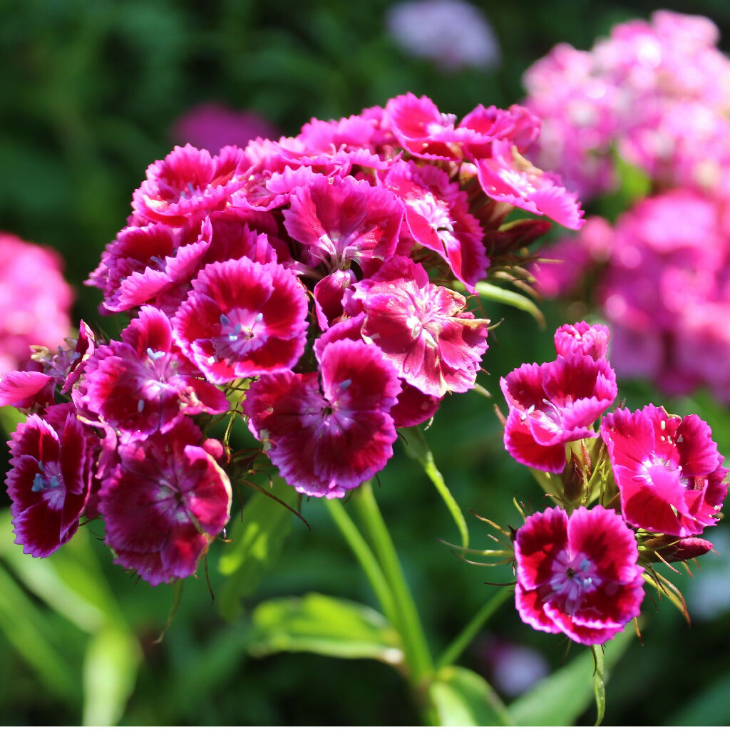 Sweet William ‘Roundabout Mix’ Plants | Colourful Hardy Biennial ...