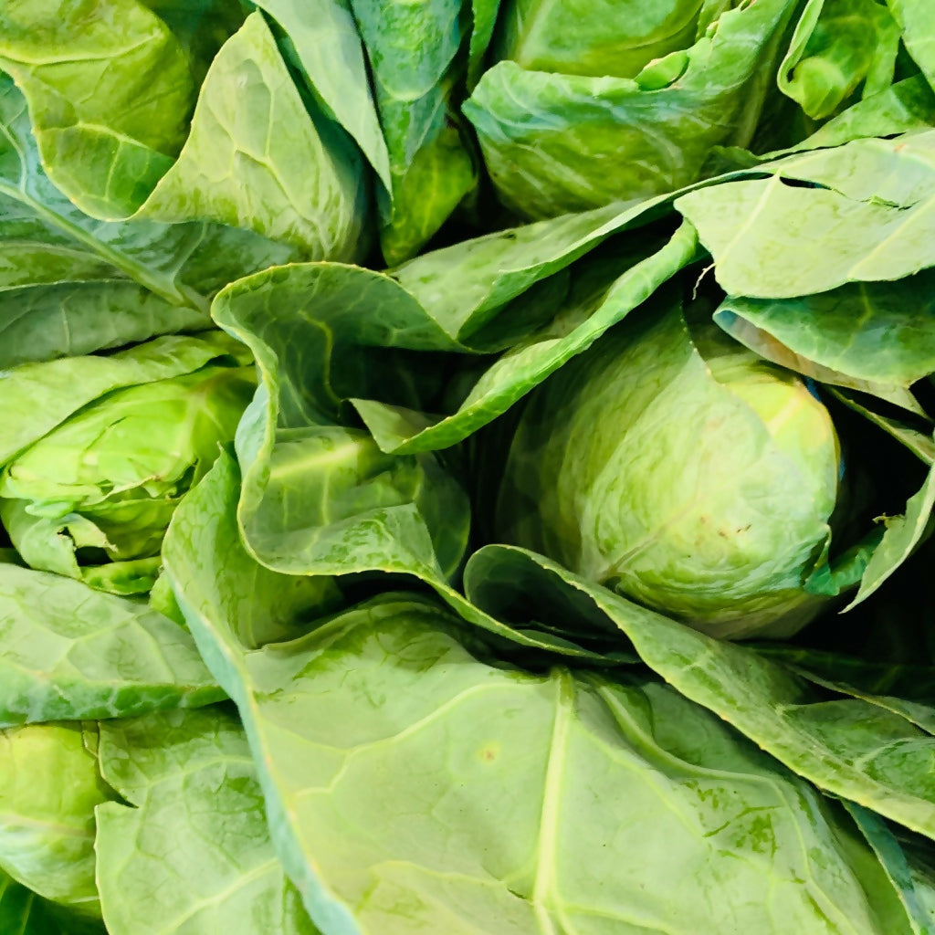 Cabbage ‘Durham Early’ Plants | Early Cropping Spring Cabbage for Beds ...