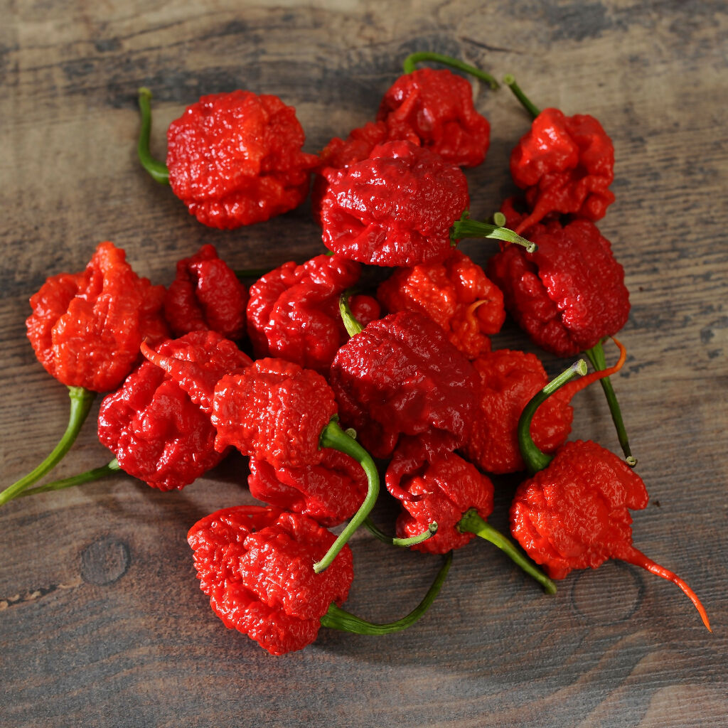 Chilli ‘Carolina Reaper’ Plants | World’s Hottest Pepper Plants for ...