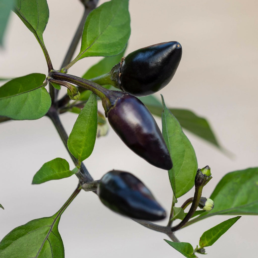 Chilli ‘Gusto Purple’ Plants | Colourful Hot Pepper Plants for Pots ...